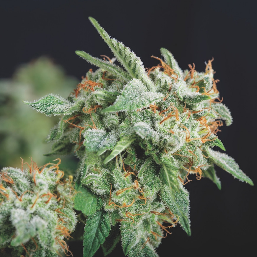 Northern Lights X Runtz (x5) - Semas Baratas